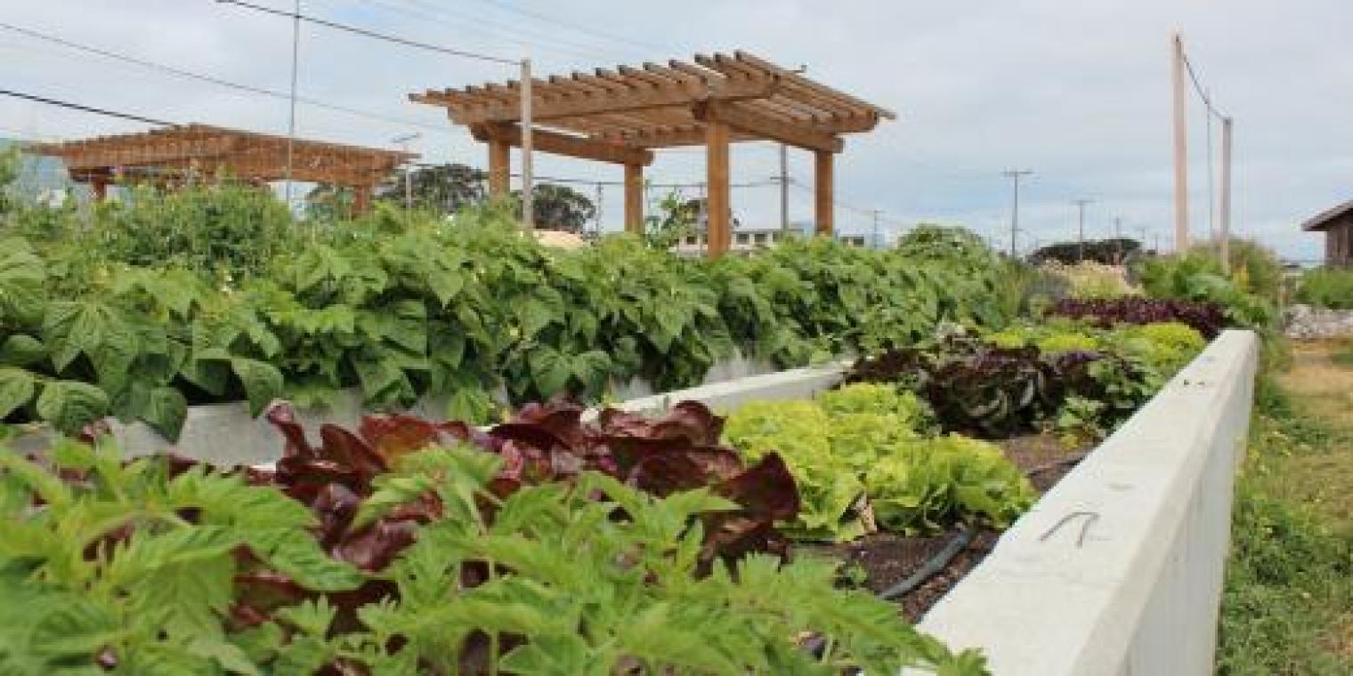 Green Light for San Francisco’s New Urban Agriculture Program | SPUR